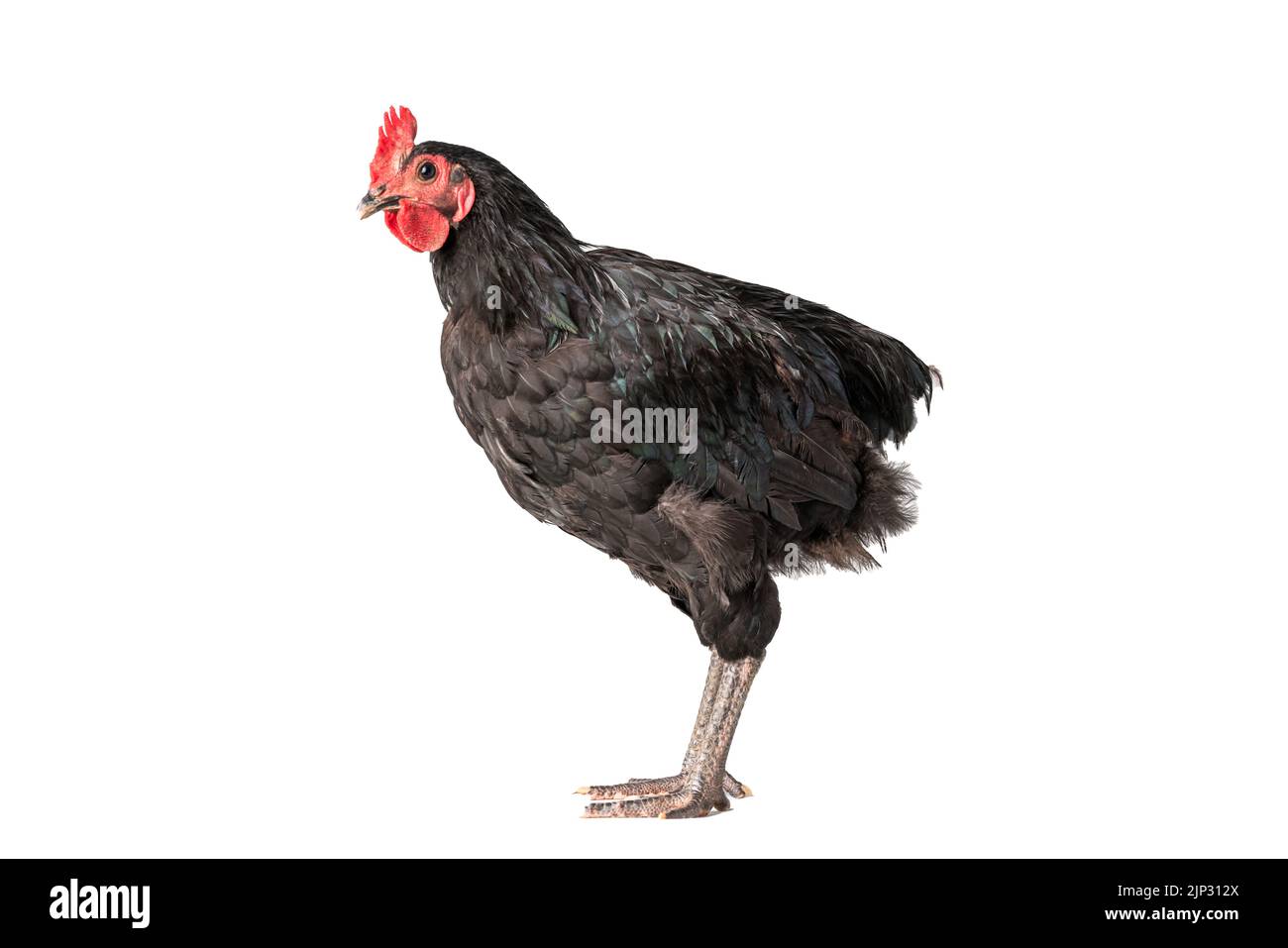 chicken have red comb. Black australorp rooster stand on isolated white ...