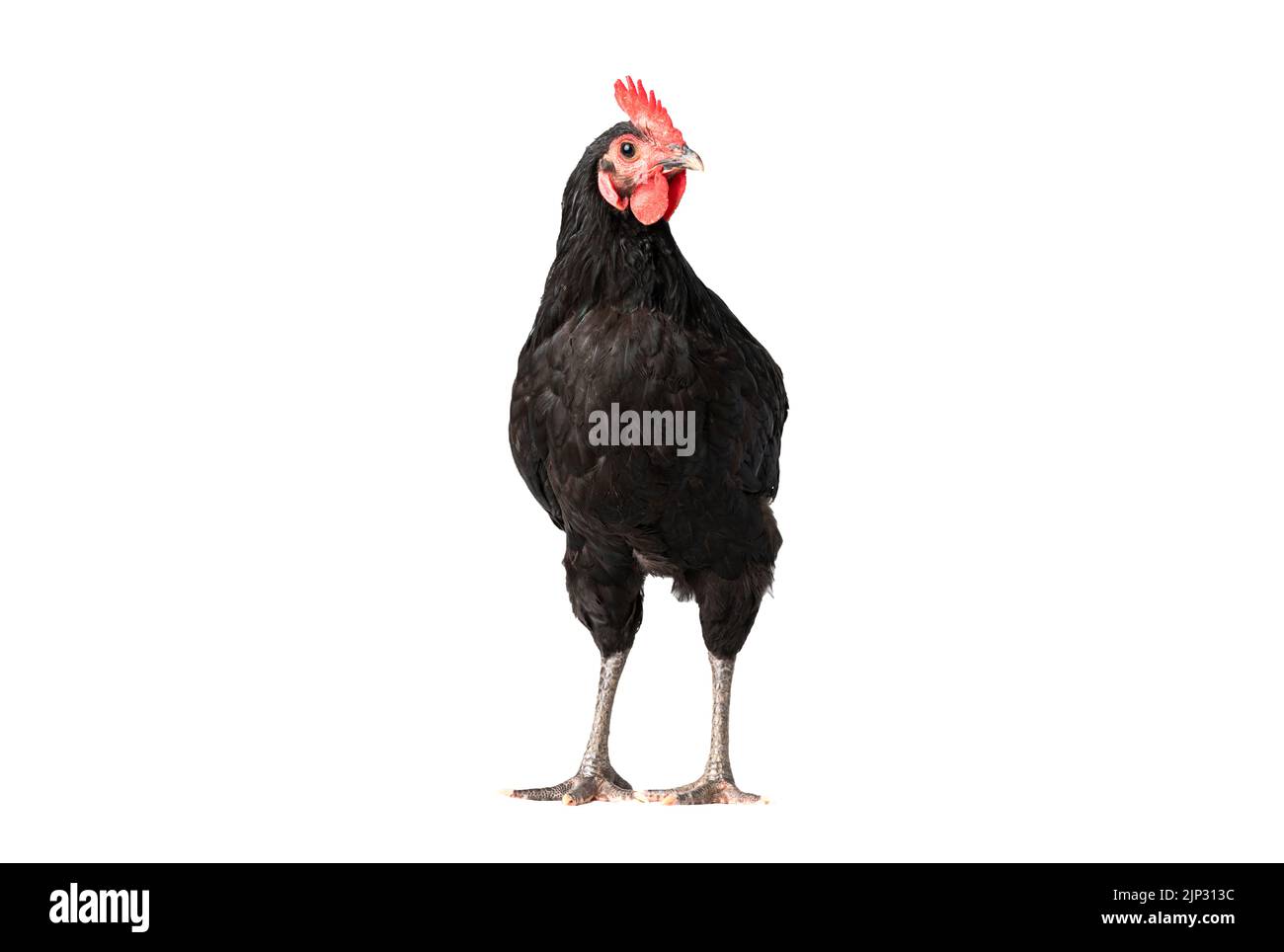 chicken have red comb. Black australorp rooster stand on isolated white ...