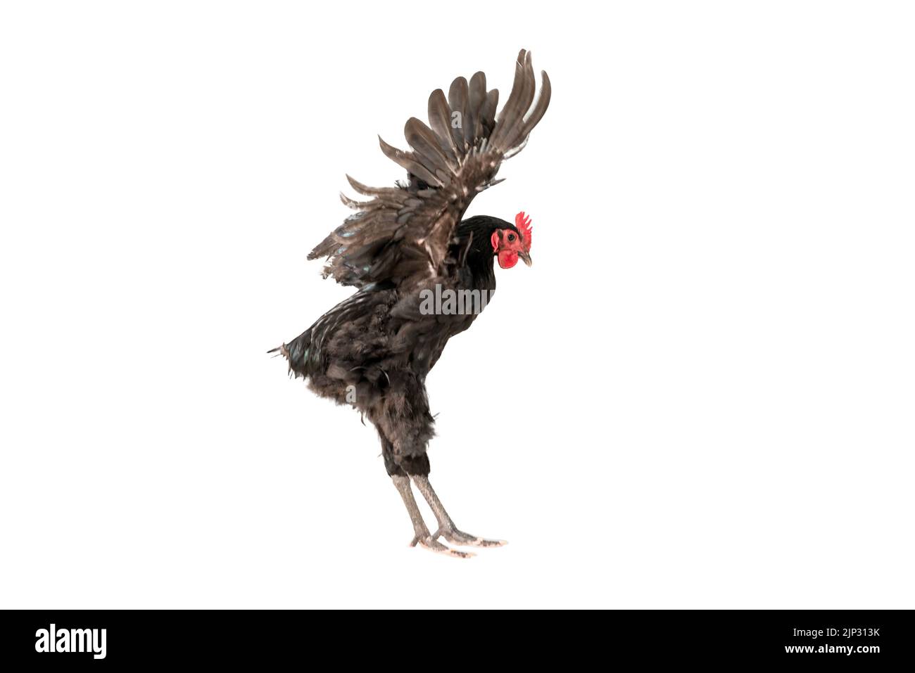 chicken have red comb. Black australorp rooster fly on isolated ...