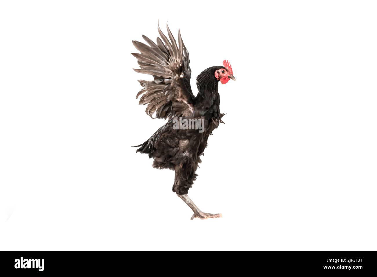 chicken have red comb. Black australorp rooster fly on isolated ...
