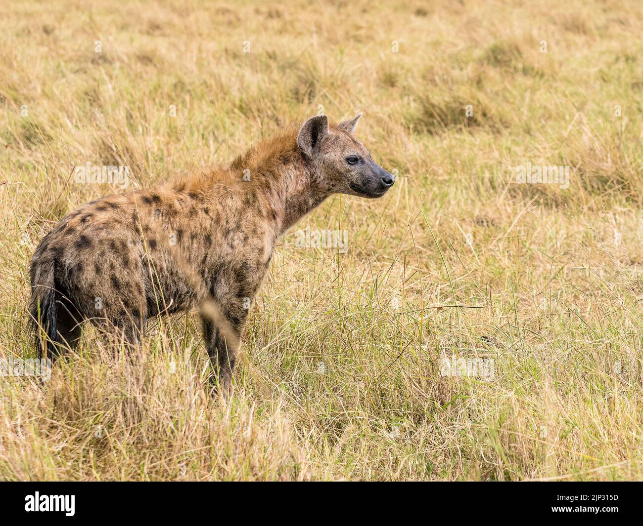 Spotted hyena on the plains of the Maasai Mara, Kenya, East Africa ...