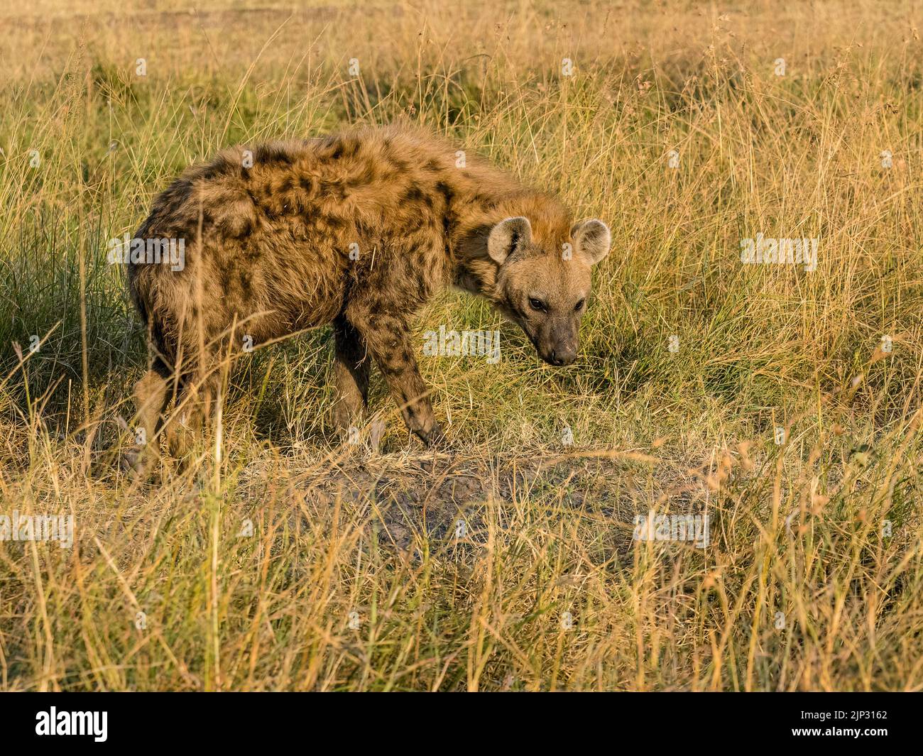 Spotted hyena on the plains of the Maasai Mara, Kenya, East Africa ...