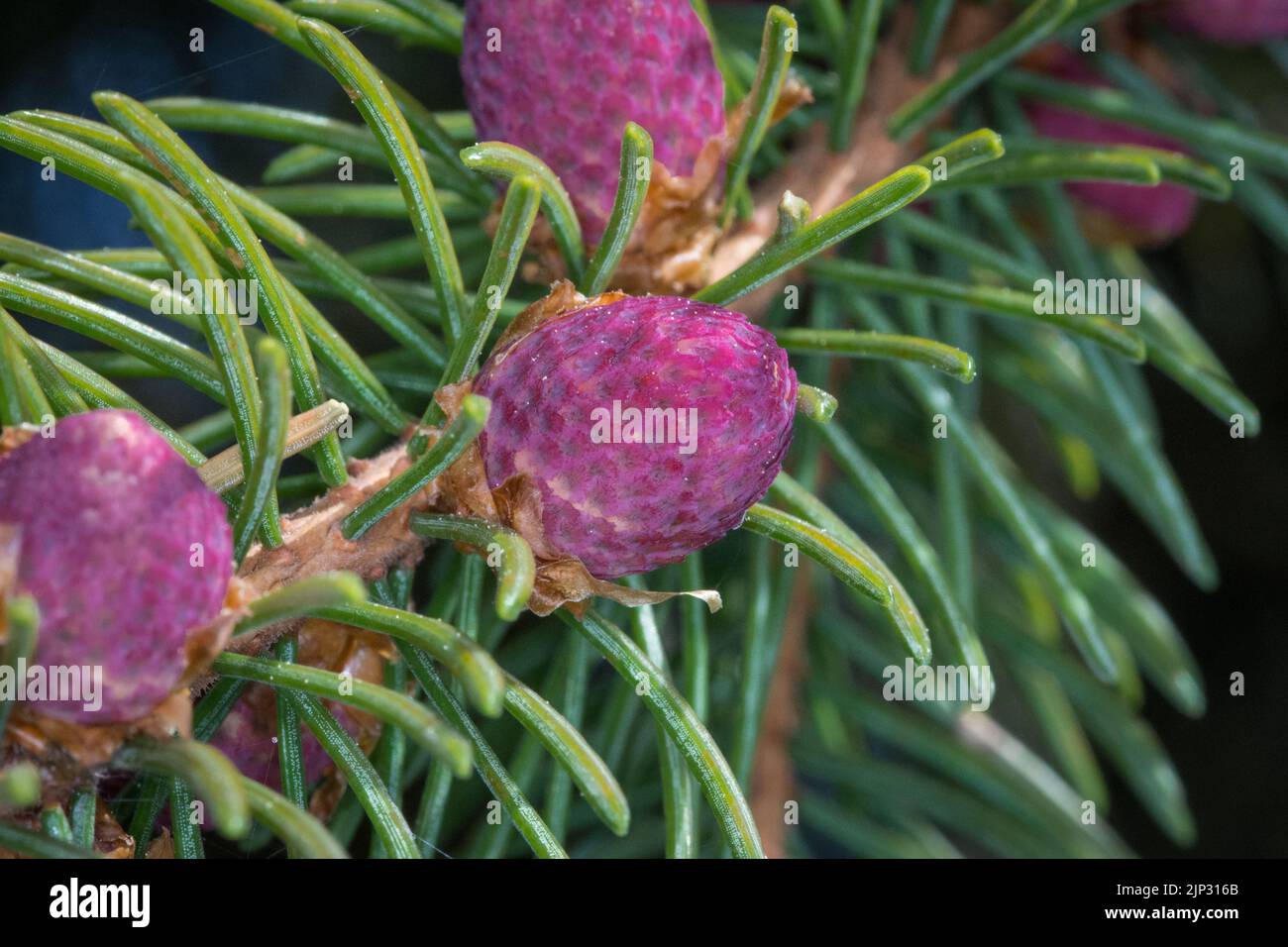 Baby pine cones hi-res stock photography and images - Alamy