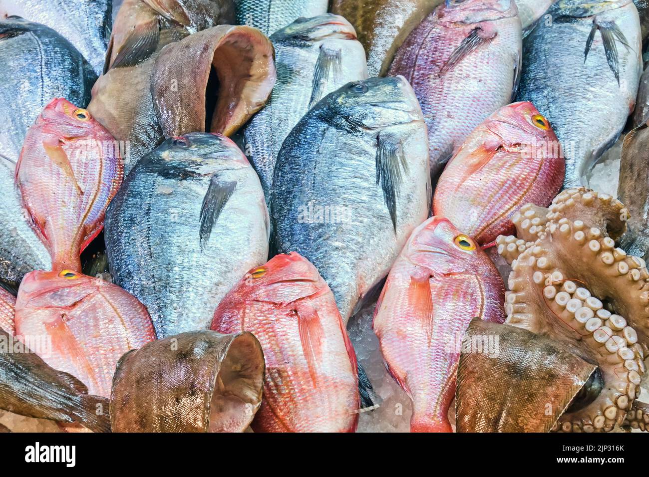 fish, gilt head bream, fishes, gilt-head breams Stock Photo - Alamy
