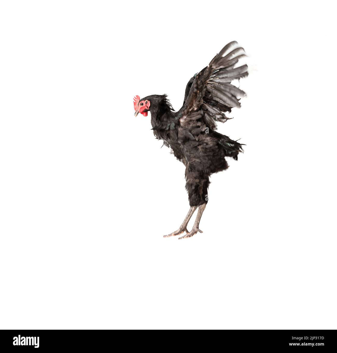 chicken have red comb. Black australorp rooster fly on isolated ...