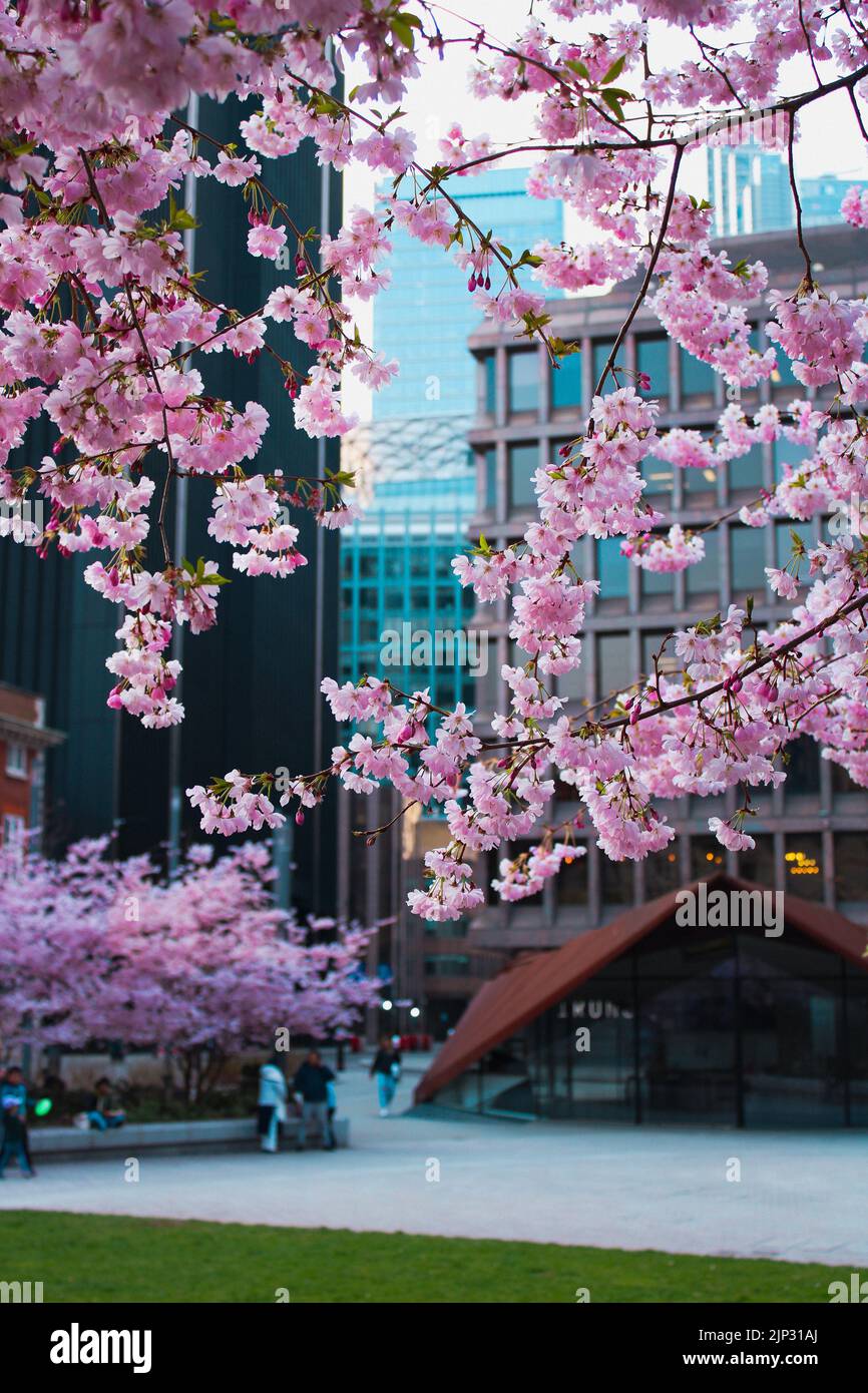 An amazing view of pink cherry blossoms near the London bridge against ...