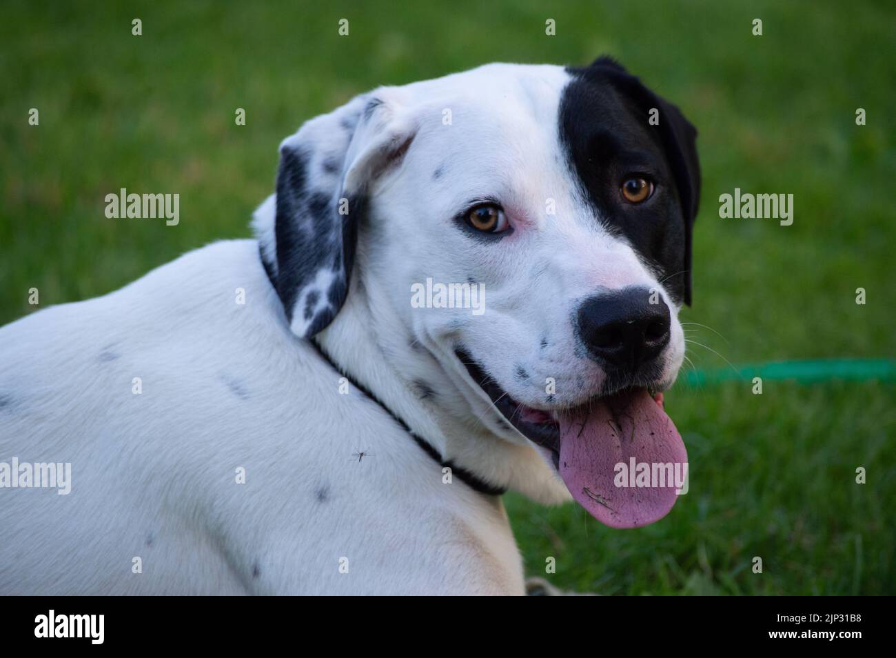 A big dalmatian looking back and panting in a dog park Stock Photo - Alamy