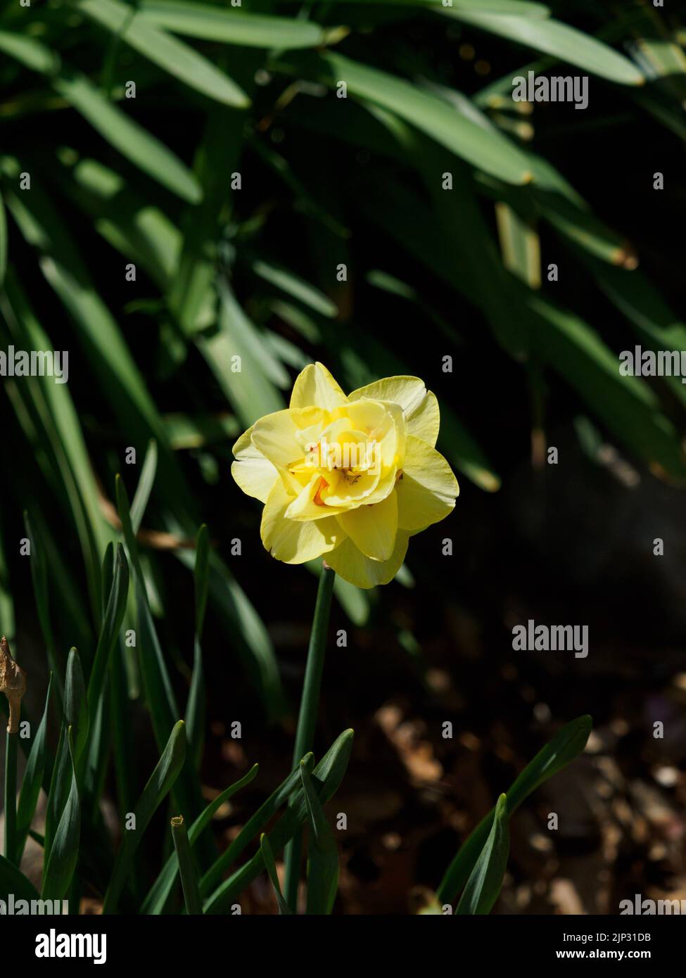 Botanical garden daffodil hi-res stock photography and images - Alamy
