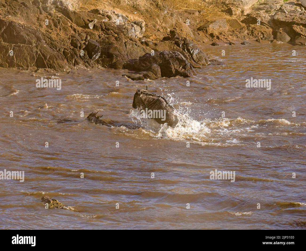 Wildebeest (gnu) on the Maasai Mara, Kenya, East Africa Stock Photo - Alamy