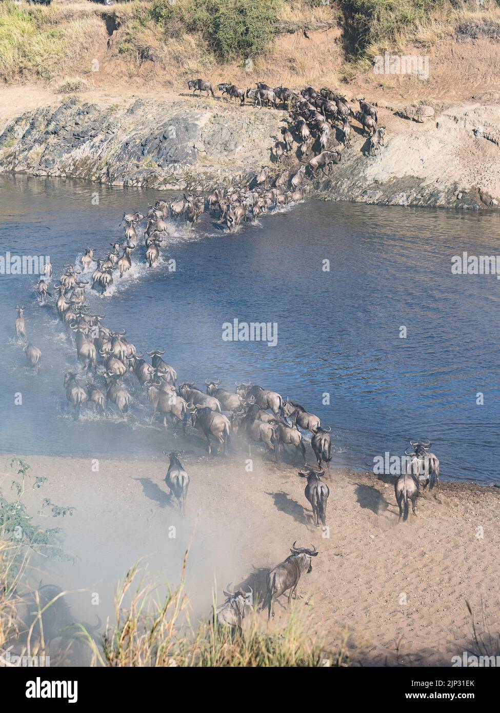 Wildebeest (gnu) on the Maasai Mara, Kenya, East Africa Stock Photo - Alamy