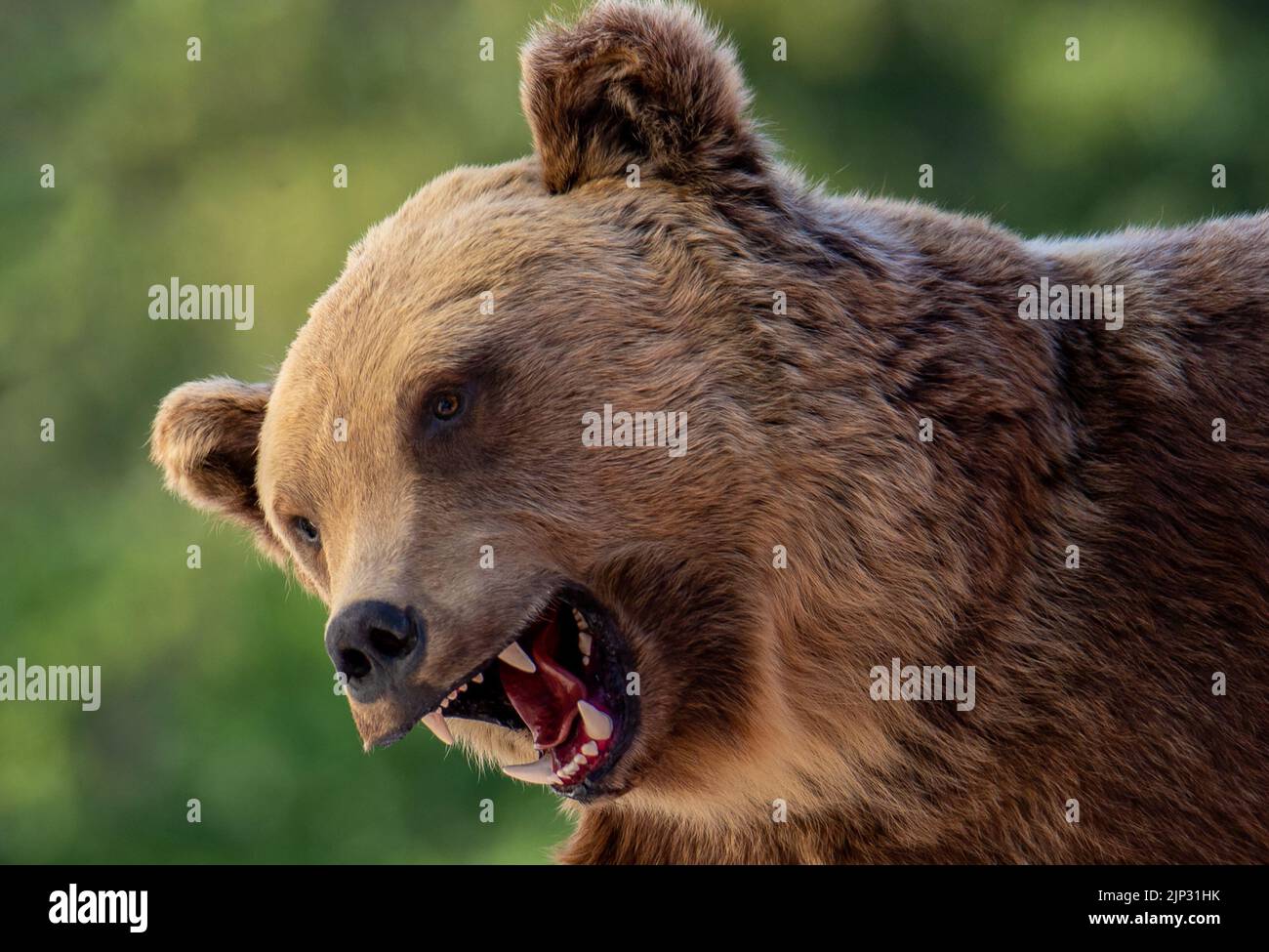 a close-up with the head of an aggressive bear, brown Stock Photo - Alamy