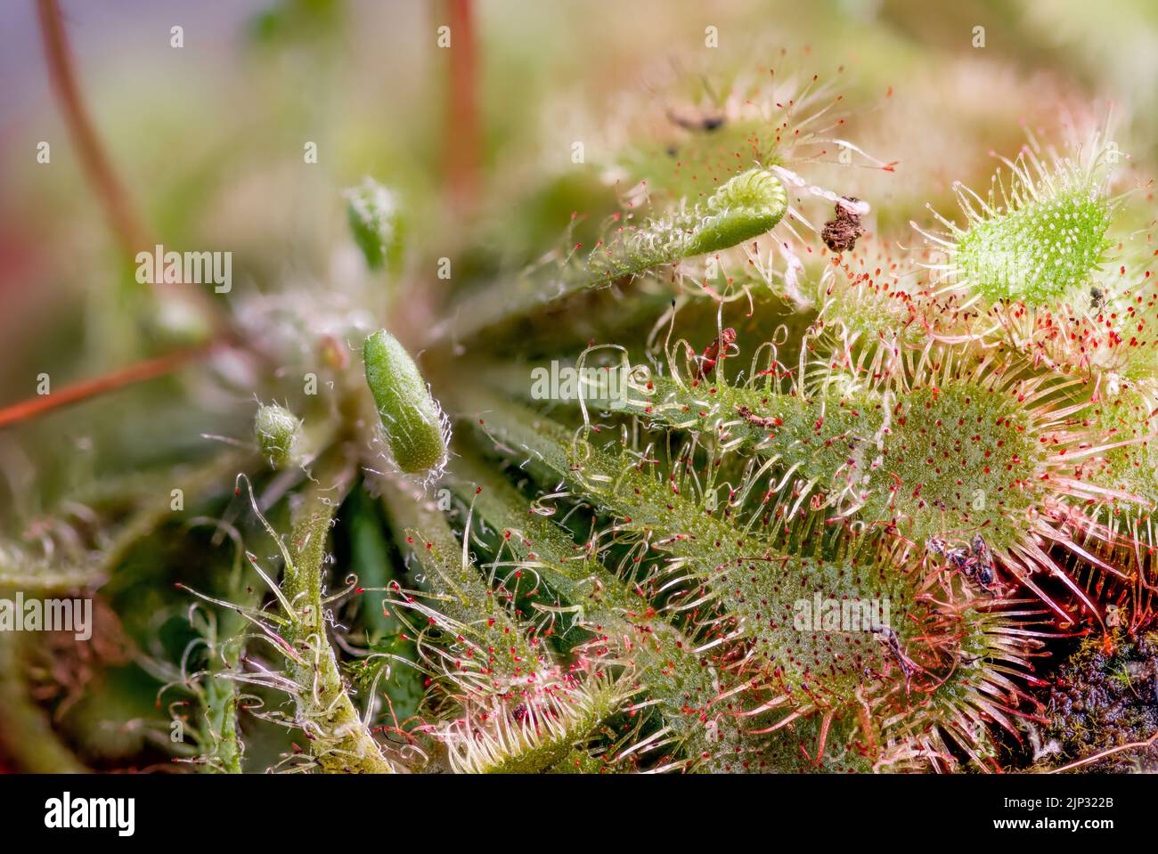 Sundew sundews hi-res stock photography and images - Alamy