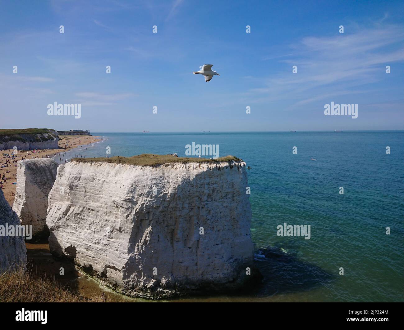 A seagull soaring over white chalk cliffs in Kent, South East England ...