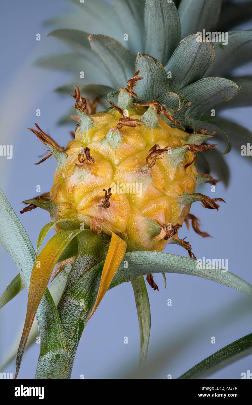 pineapple, ananas comosus, pineapples Stock Photo - Alamy