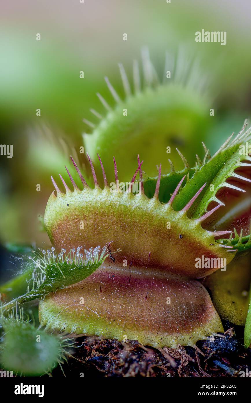 venus flytrap, dionaea muscipula, sonnentaugewächse, venus flytraps Stock Photo - Alamy