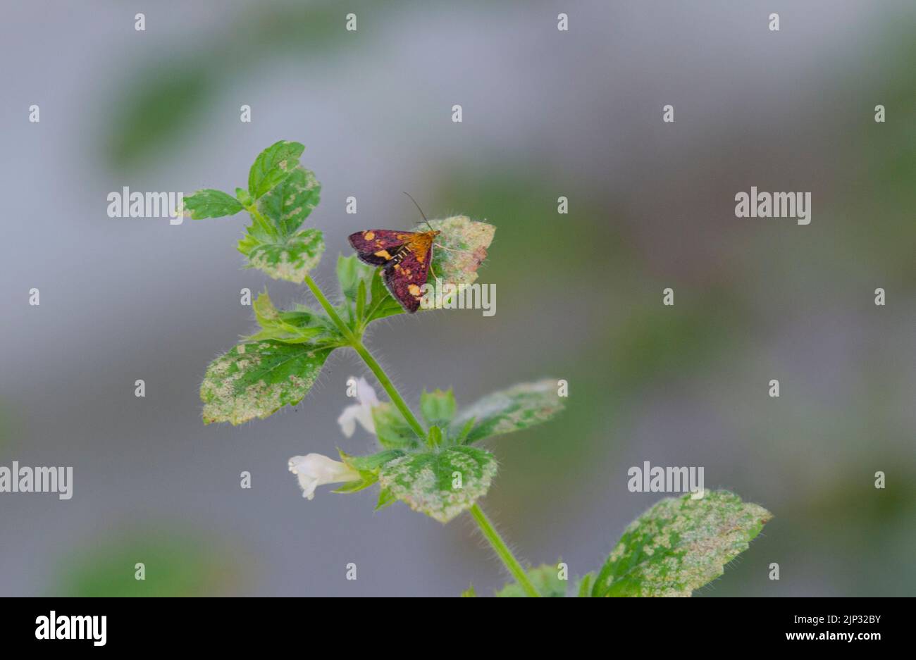 A Mint moth on the leaf of a mint plant in the summer Stock Photo - Alamy