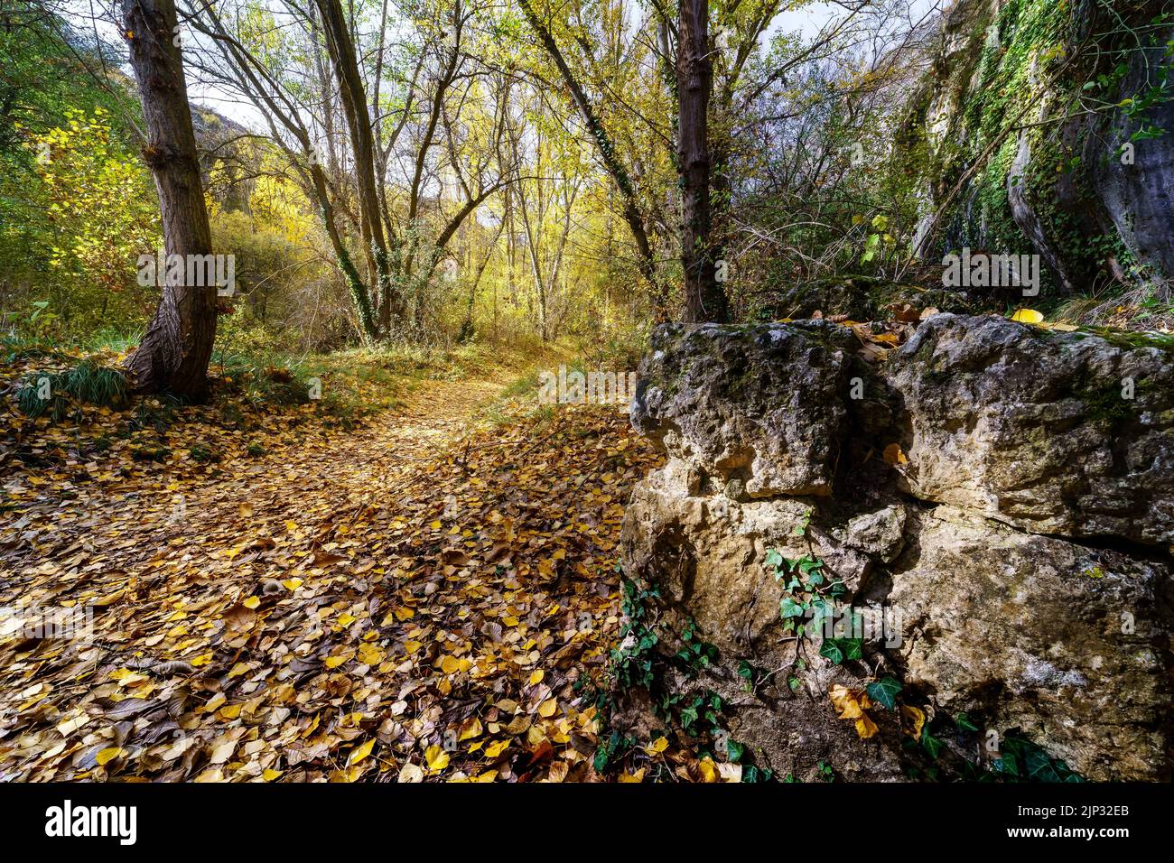 Autumn landscape. Path in the forest with lights and shadows. Carpet of ...