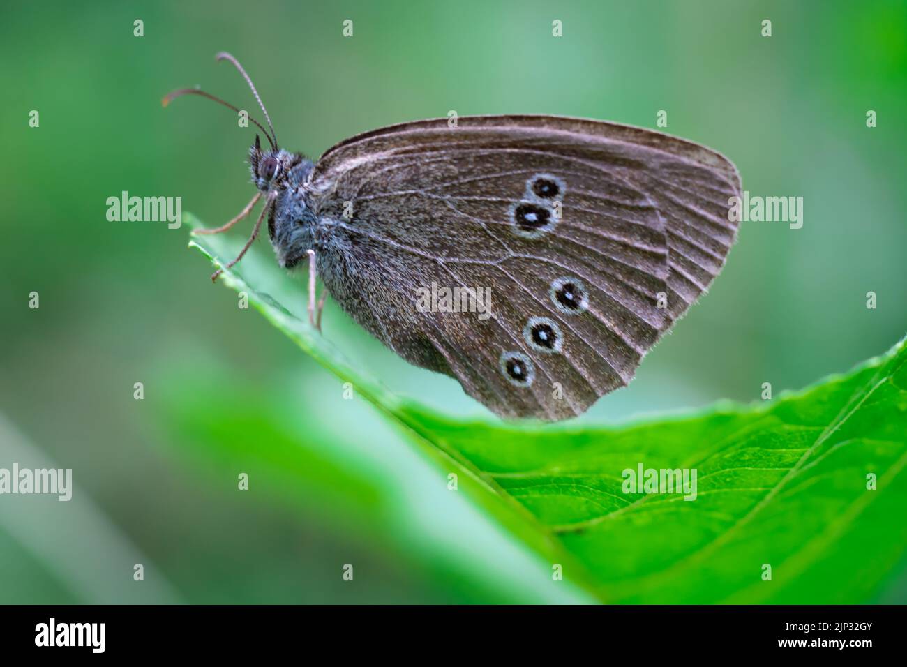A macro shot of a butterfly with brown dotted wings on the edge of a ...