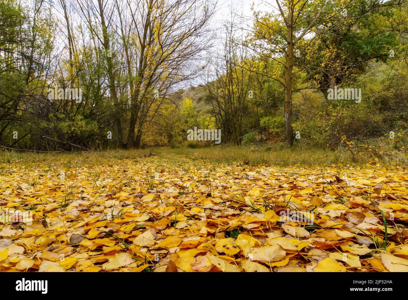 Autumn landscape in the forest with golden, yellow and green trees and ...
