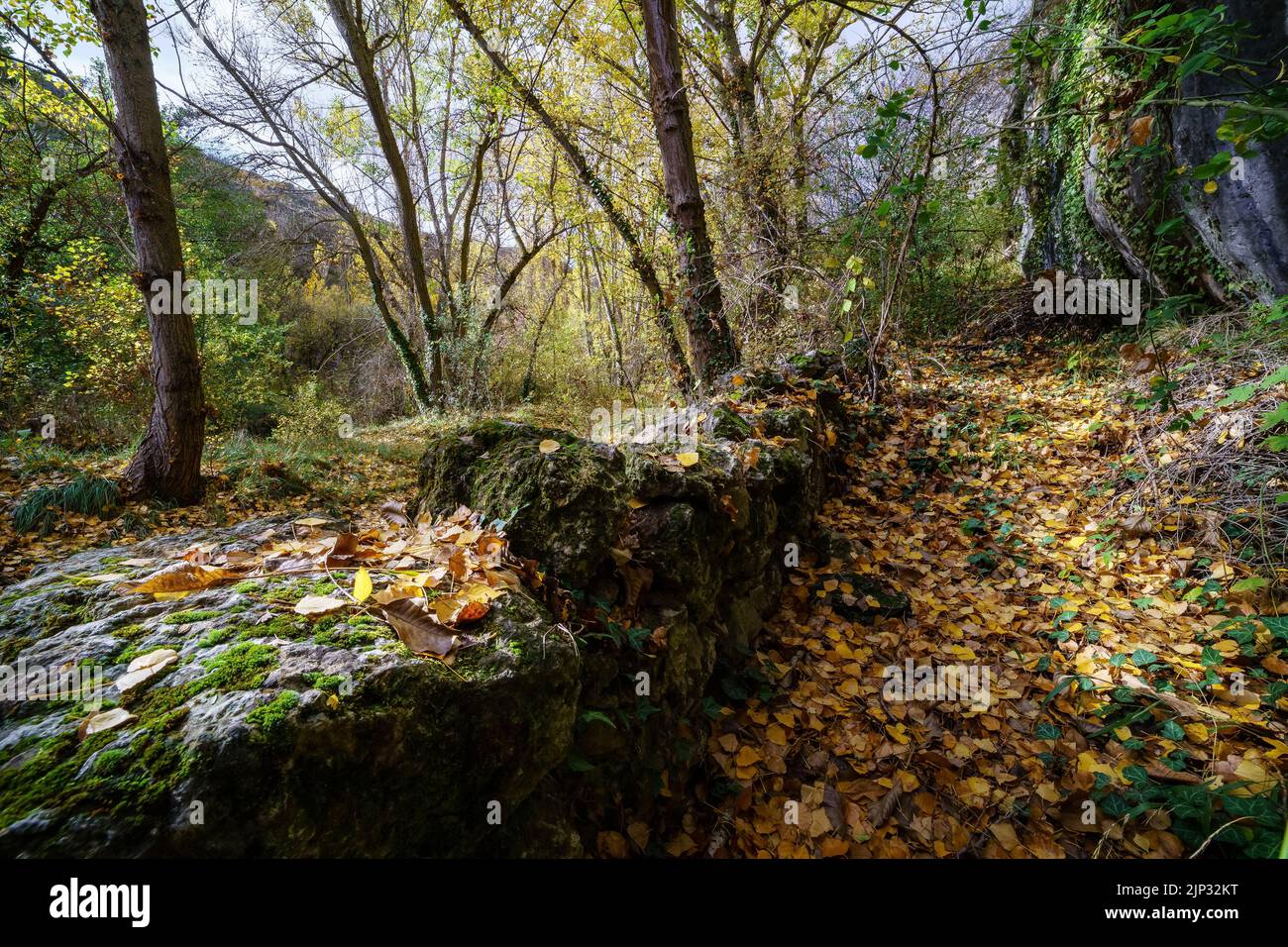 Autumn landscape. Path in the forest with lights and shadows. Carpet of ...