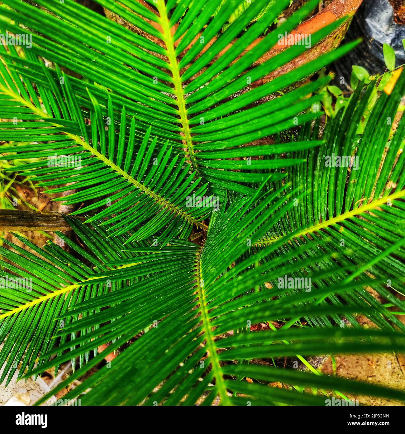 A closeup shot of a green sago palm (Cycas revoluta) planted in the pot ...