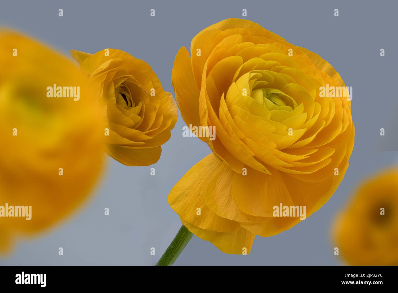 persian buttercup, ranunculus asiaticus Stock Photo - Alamy