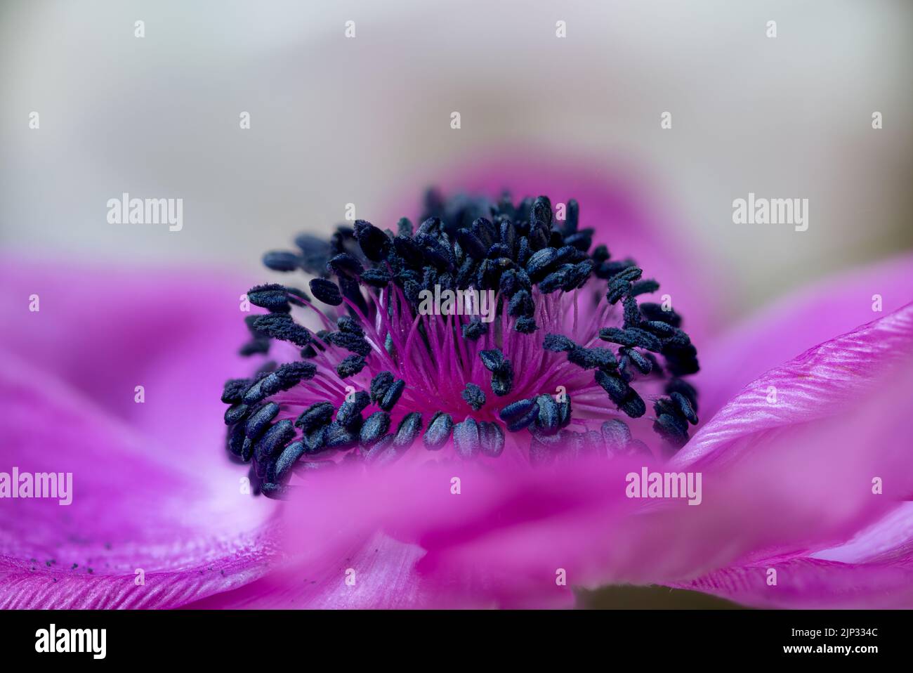 stamens, anemone coronaria, stamen, anemone coronarias Stock Photo - Alamy