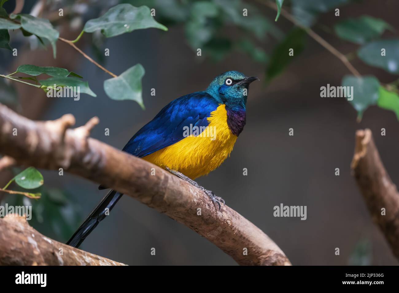The golden-breasted starling (Lamprotornis regius) or royal starling on ...