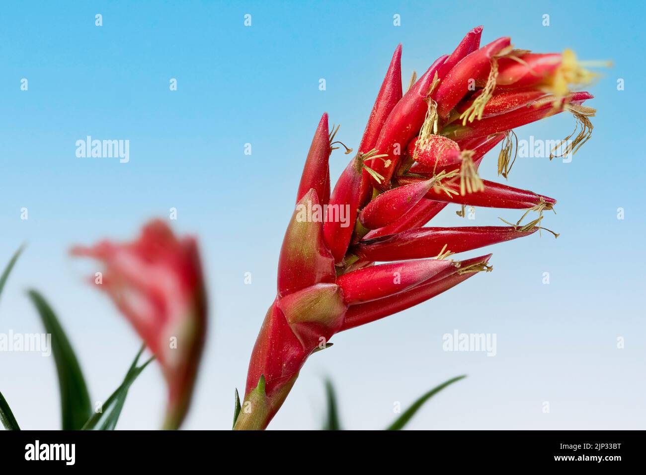 inflorescence, bromeliads, inflorescences, bromeliad, tropical fruit ...