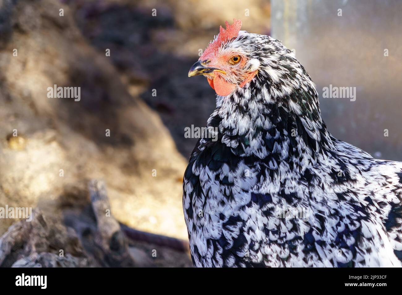 Brightly colored hen in the outdoor field with blur around. Animal ...