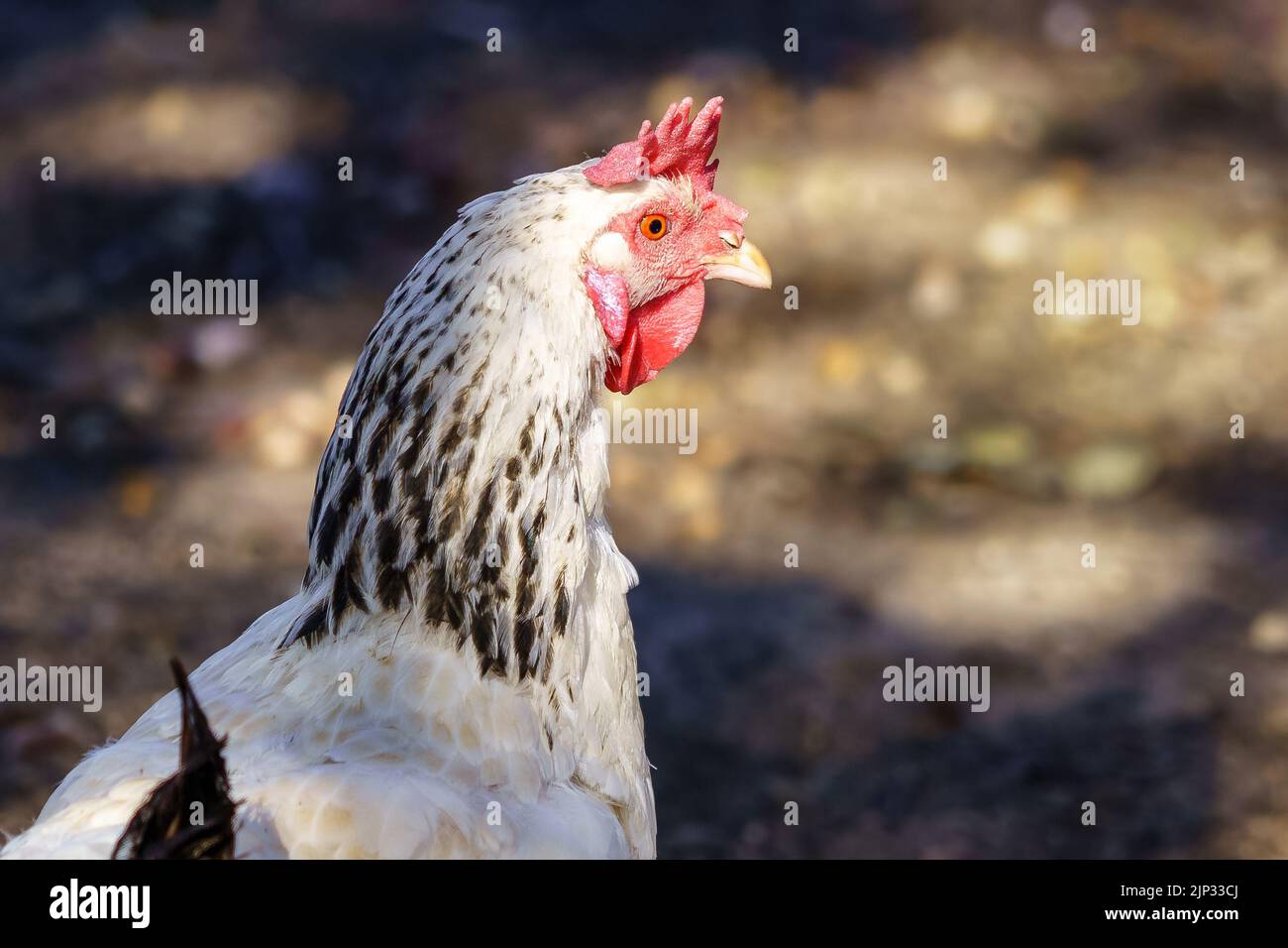 Brightly colored hen in the outdoor field with blur around. Animal ...