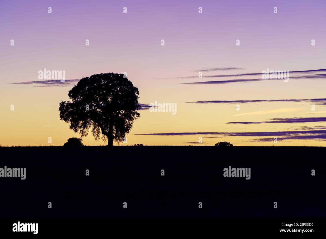 Tree silhouette at sunset with soft golden and blue colors. Spain Stock ...