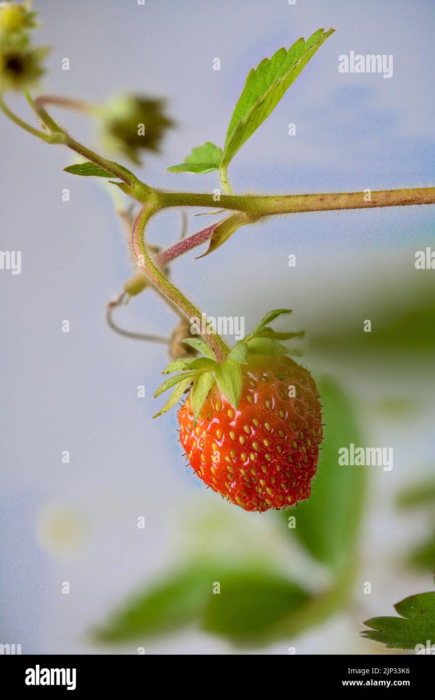 wild strawberry, fragaria vesca Stock Photo - Alamy