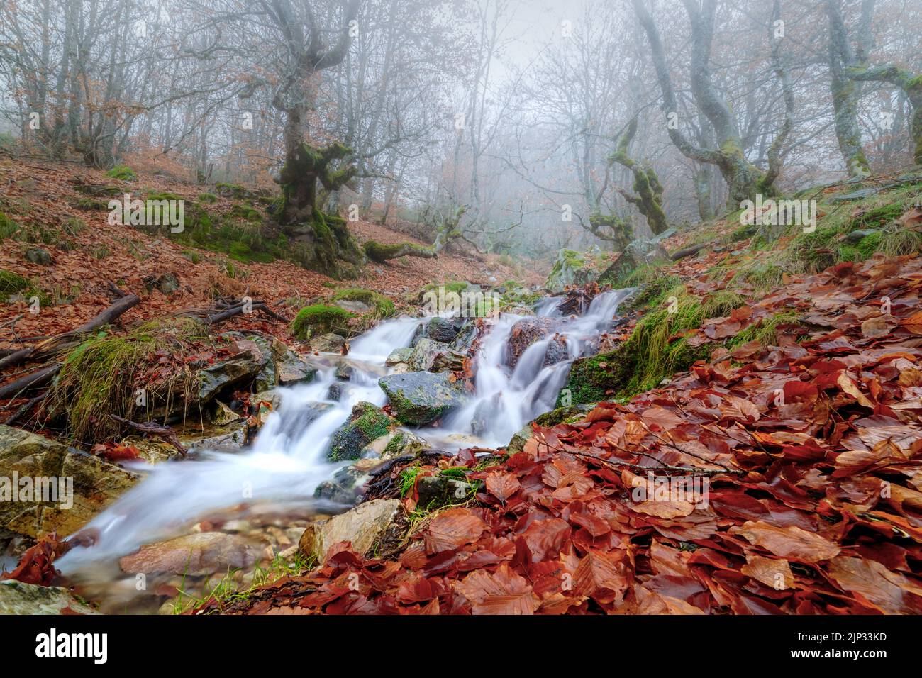 Beech landscape in autumn with creek going down the mountain and long ...