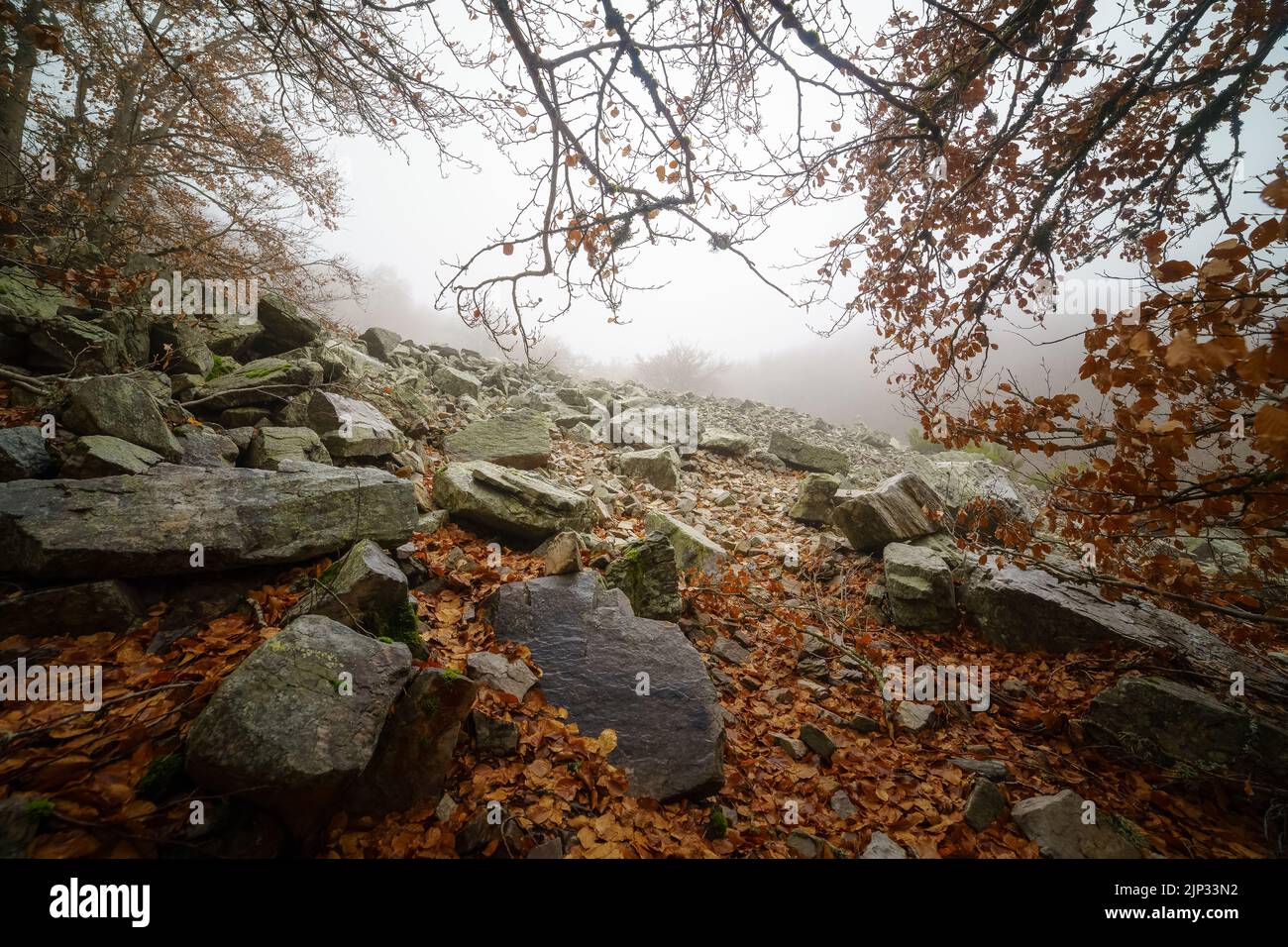 Beech landscape with branches, stones, rocks and trees in magical ways ...