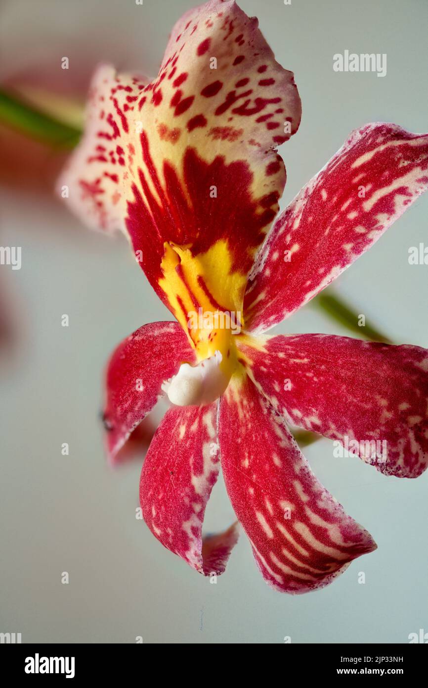 Cambria orchidee hi-res stock photography and images - Alamy