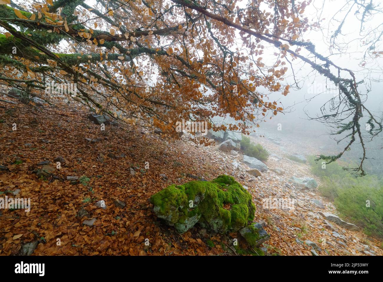 Beech landscape with branches, stones, rocks and trees in magical ways ...