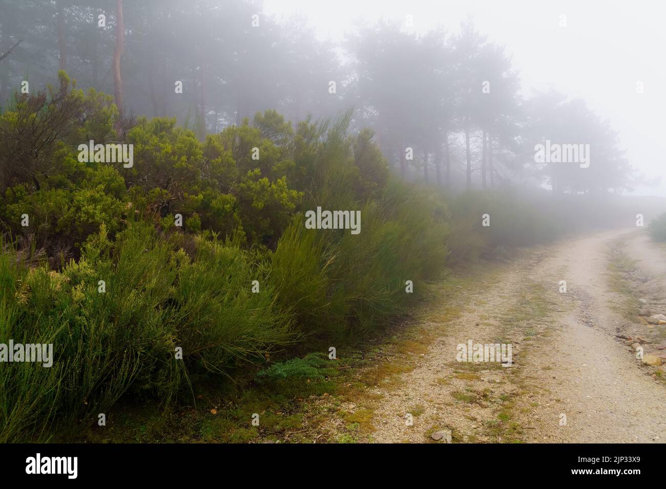 Thick fog person hi-res stock photography and images - Alamy