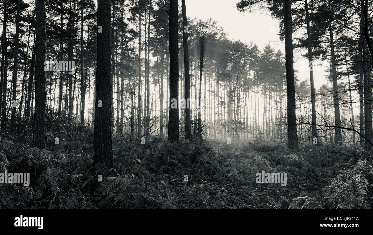 A grayscale shot of a mystical forest with tall thin trees Stock Photo ...
