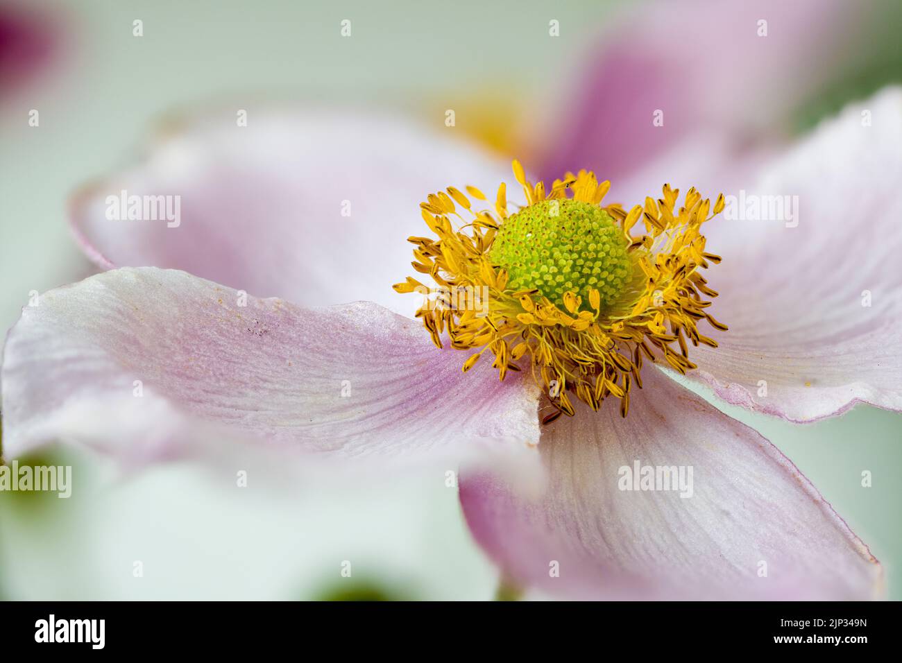 chinese anemone, anemone hupehensis Stock Photo - Alamy