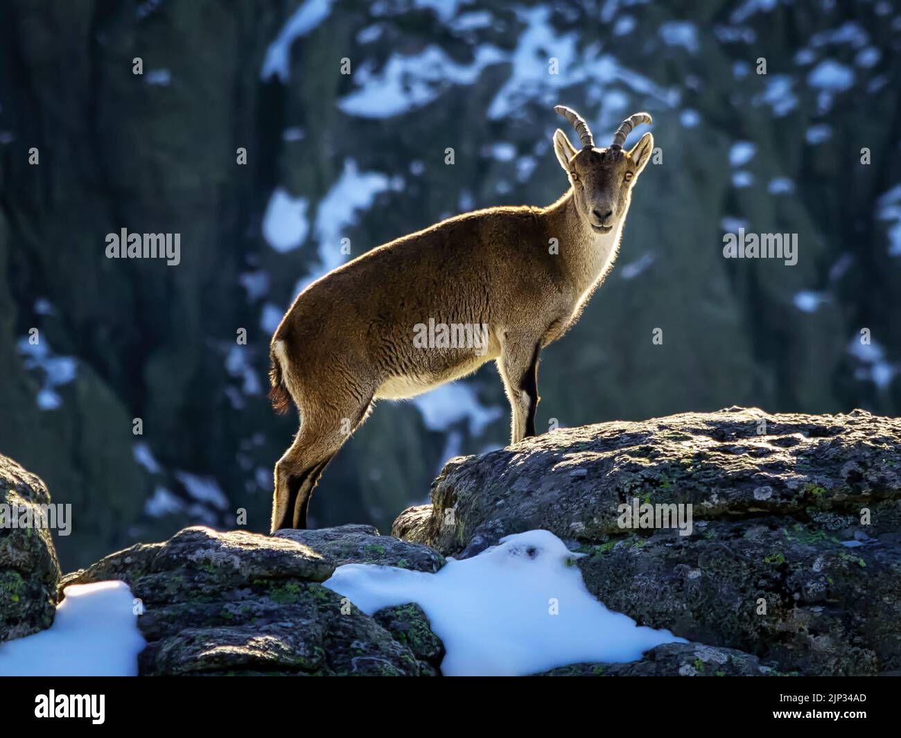Antelope goats hi-res stock photography and images - Alamy
