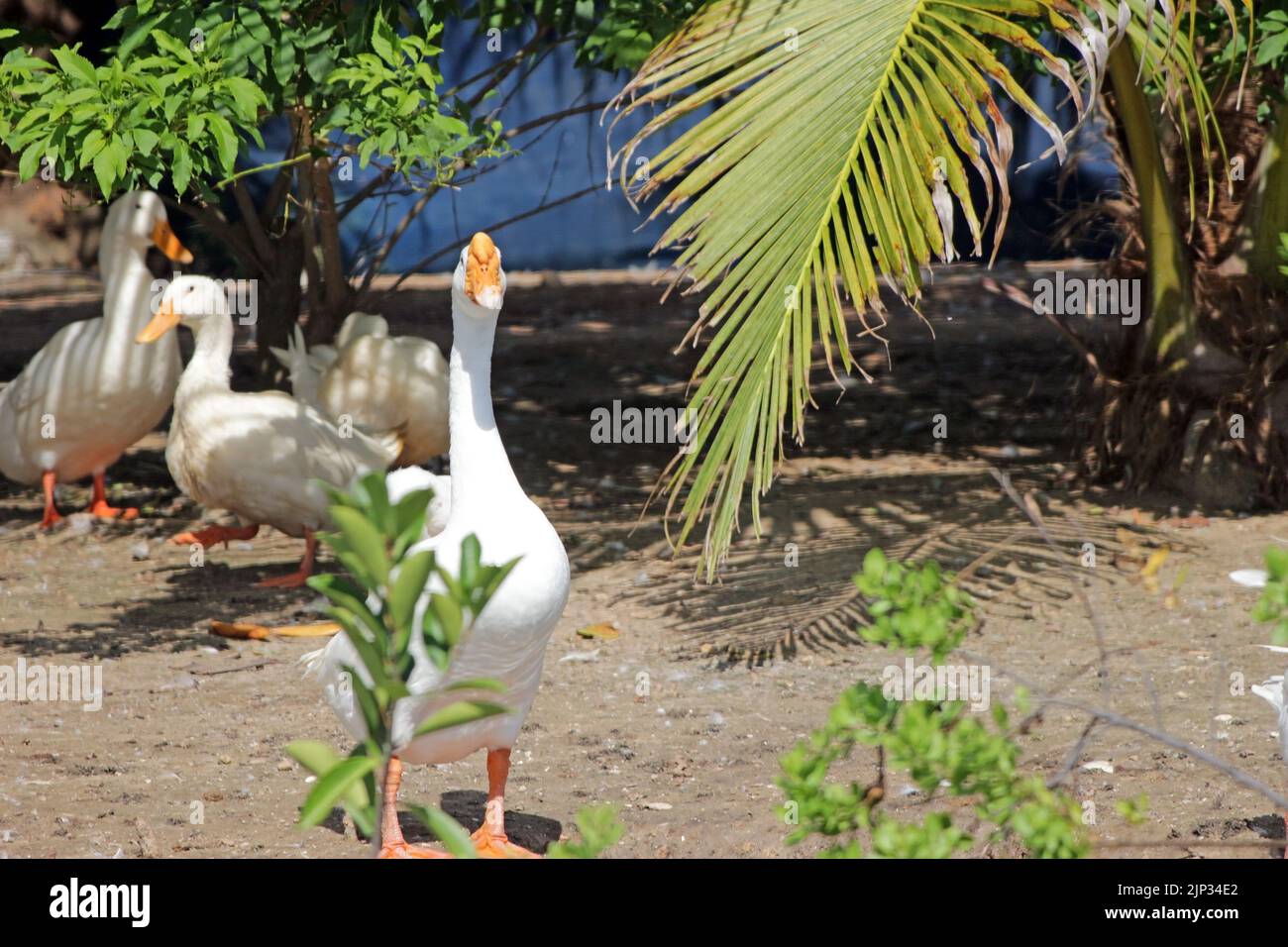 A swan goose (Anser cygnoides) with orange beak stands on a mud bank ...