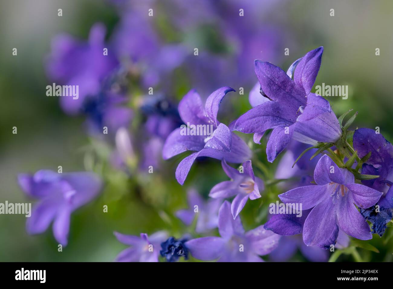 campanula, wall bellflower, campanulas Stock Photo - Alamy