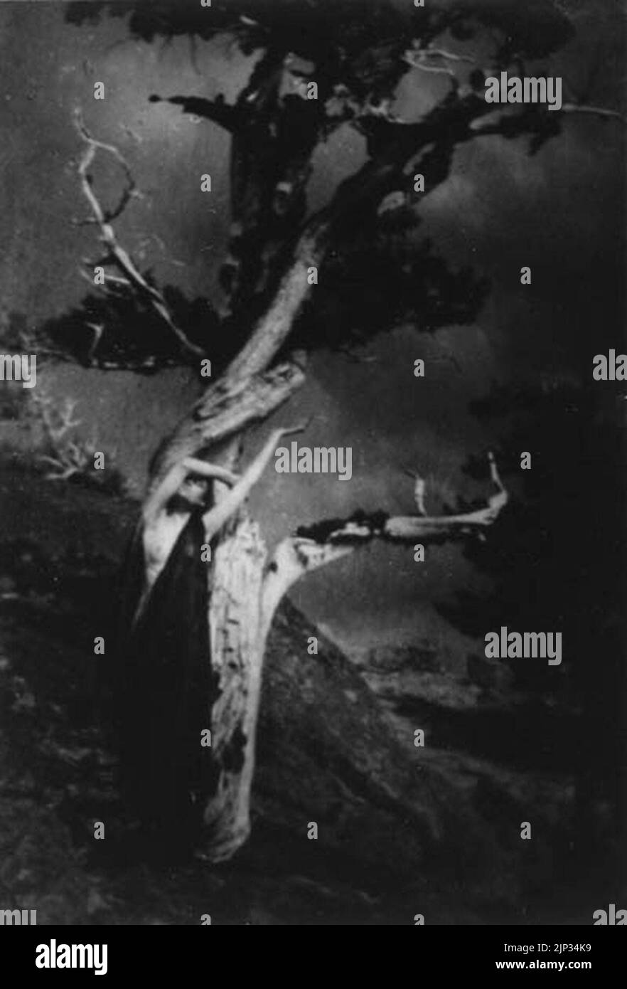 The Dying Cedar (125850 Stock Photo - Alamy