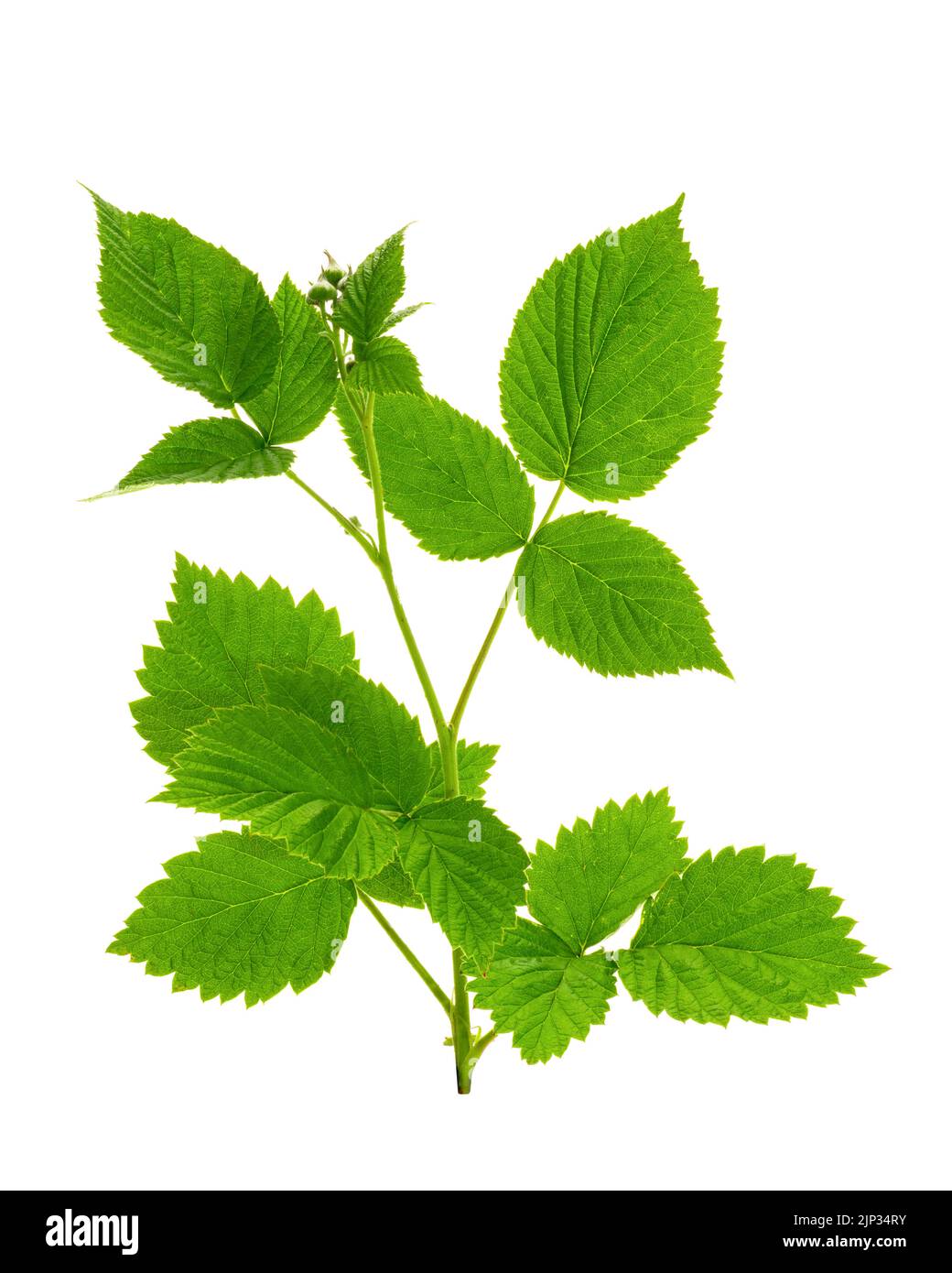 raspberry leaves unfolded shot on a white background Stock Photo - Alamy