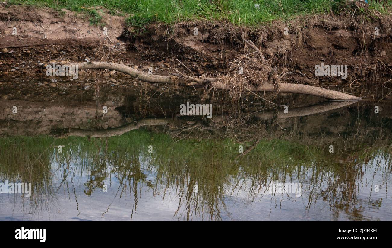 a dry dead tree lying in river water Stock Photo - Alamy
