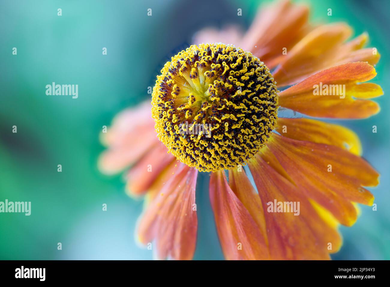 Helenium plants hi-res stock photography and images - Alamy