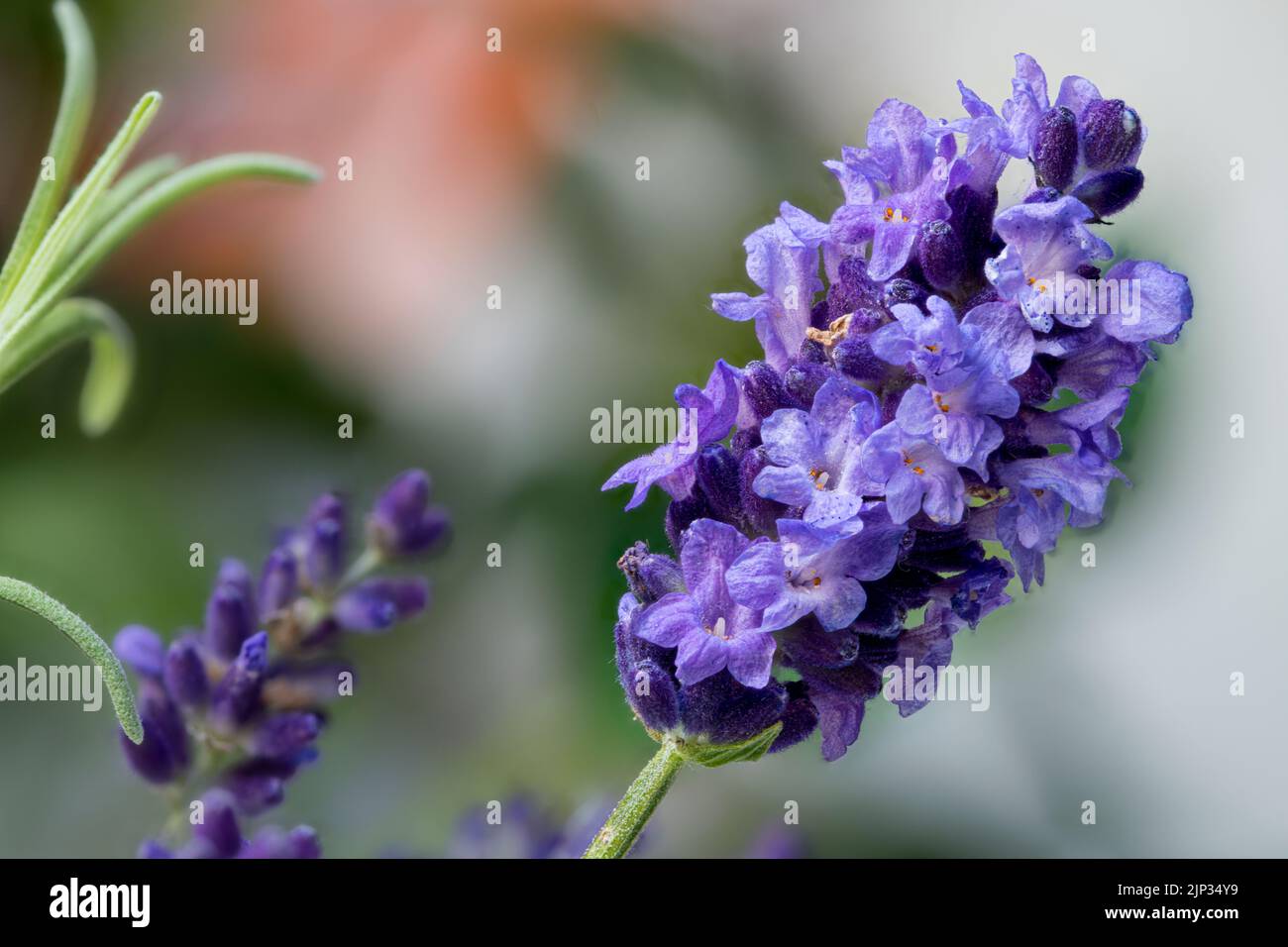 true lavender, lavandula angustifolia Stock Photo - Alamy