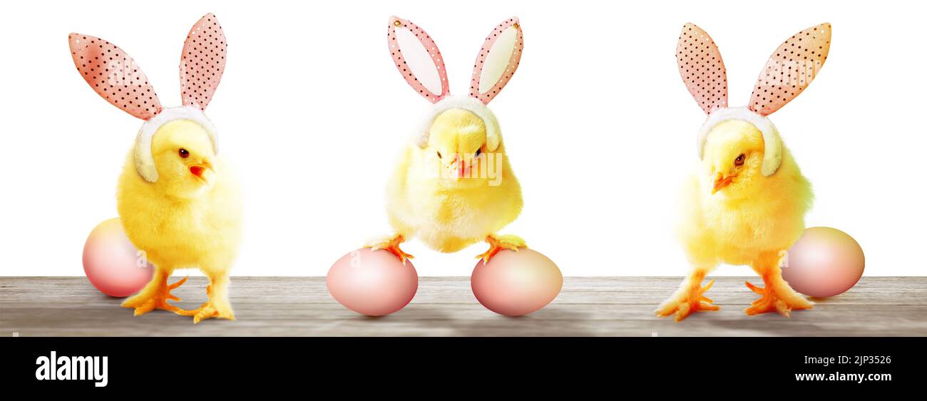 easter, chicks, rabbit ears, springtime, easters, baby chicken, baby ...