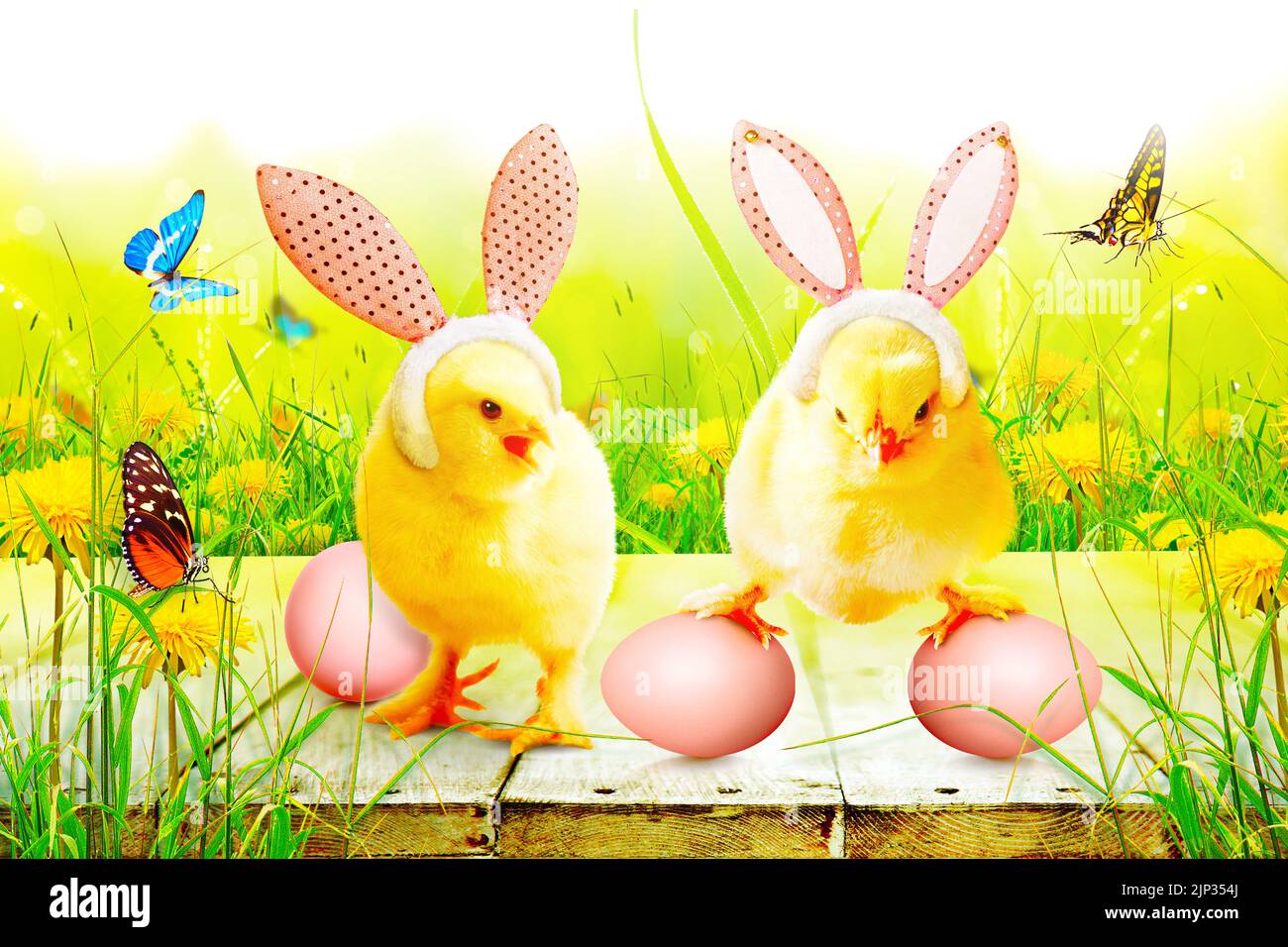Sunray chicken eggs hi-res stock photography and images - Alamy